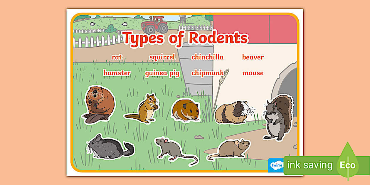 Types of Rodents Word Mat, (teacher made) - Twinkl