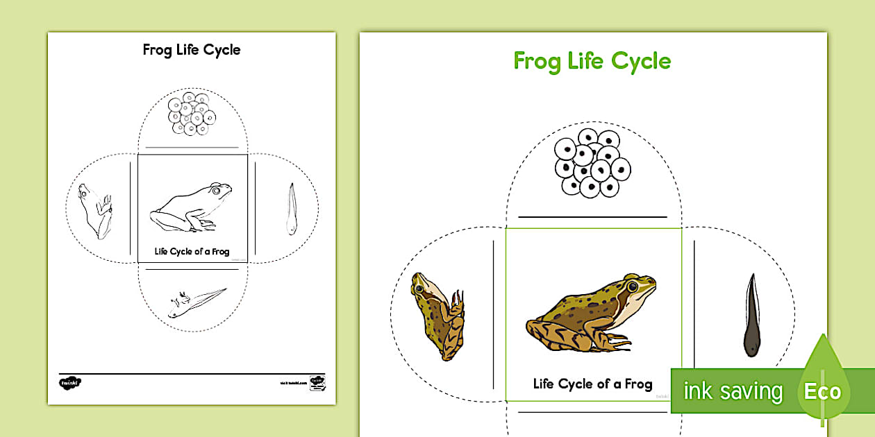 Frog Life Cycle Worksheet - Twinkl