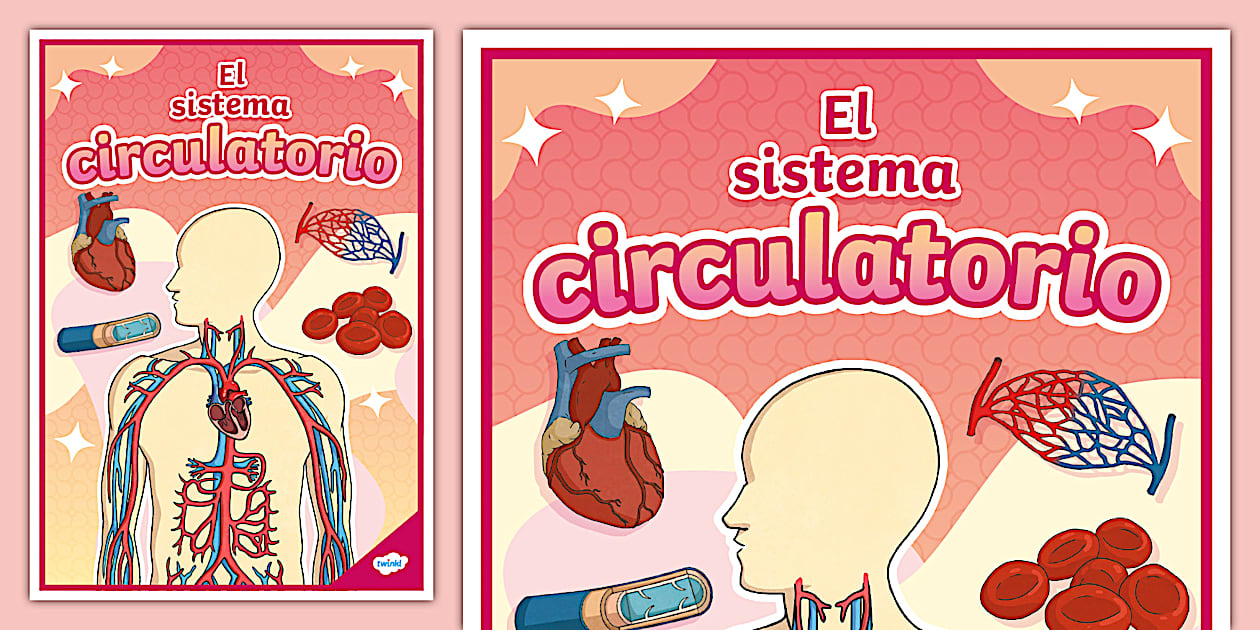 Póster: El sistema circulatorio | Recursos Educativos Twinkl