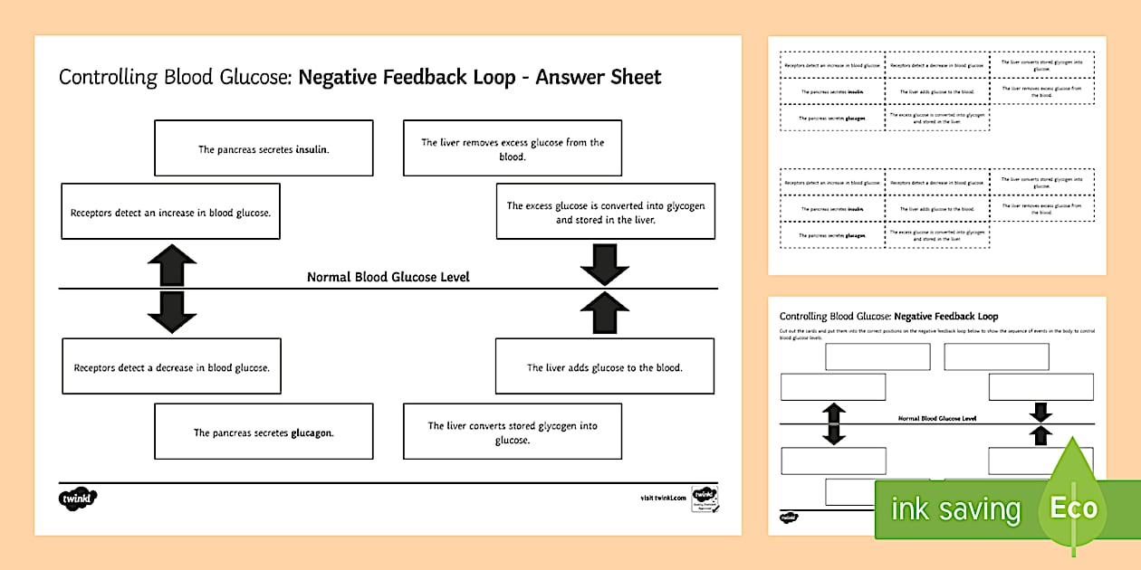Controlling Blood Glucose Negative Feedback Loop Sequencing Cards