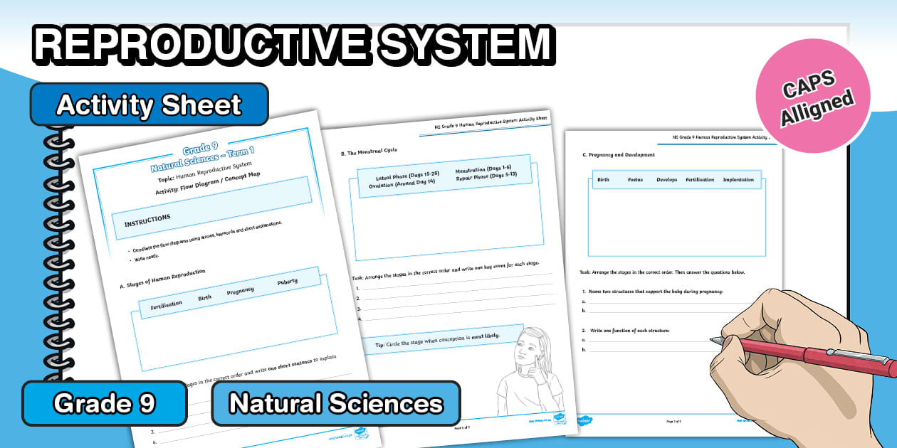 Grade 9 Natural Sciences Reproductive System Activity