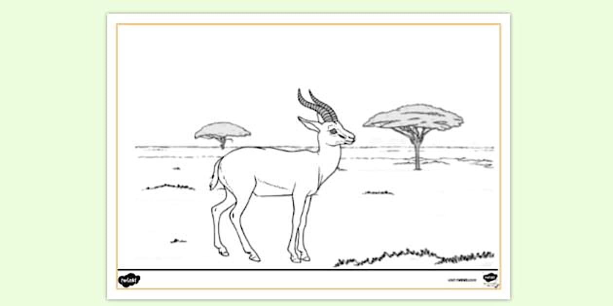 Gazelle Colouring Sheet | African Grasslands (teacher made)