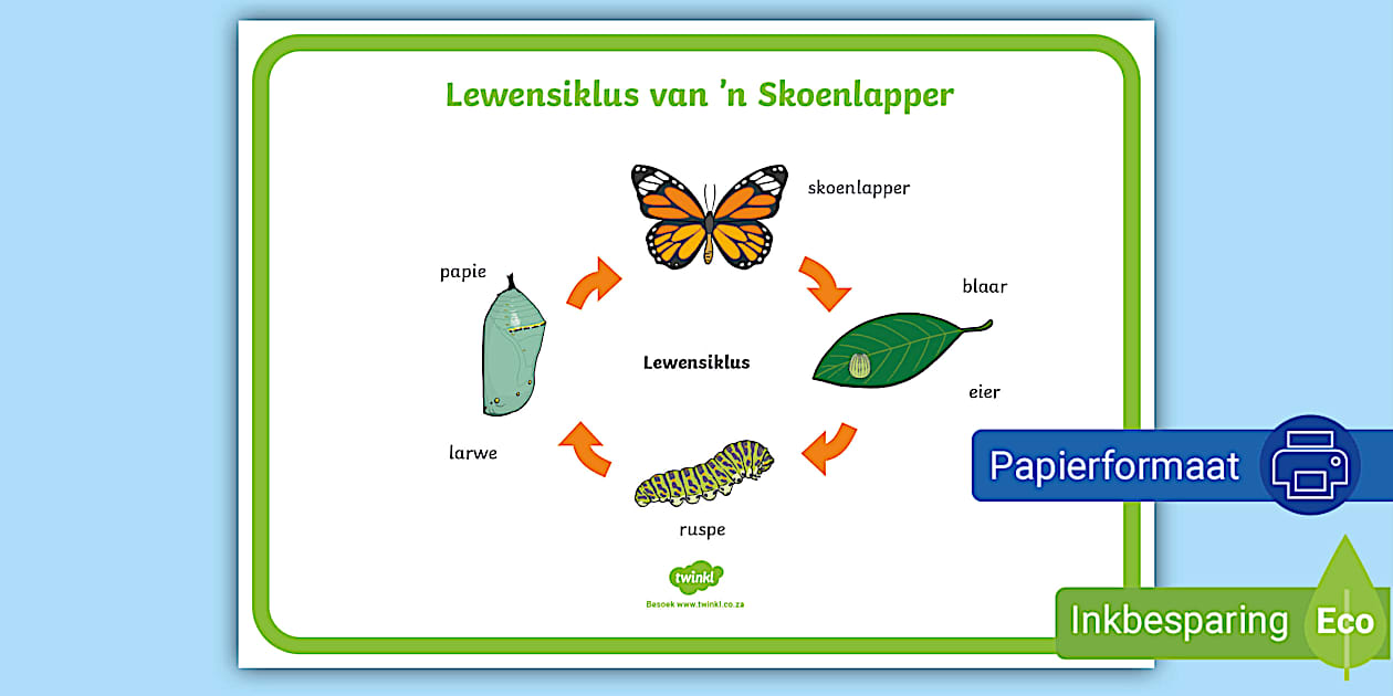 Lewensiklus Van 'n Skoenlapper - Graad 3 - Lewensiklusse