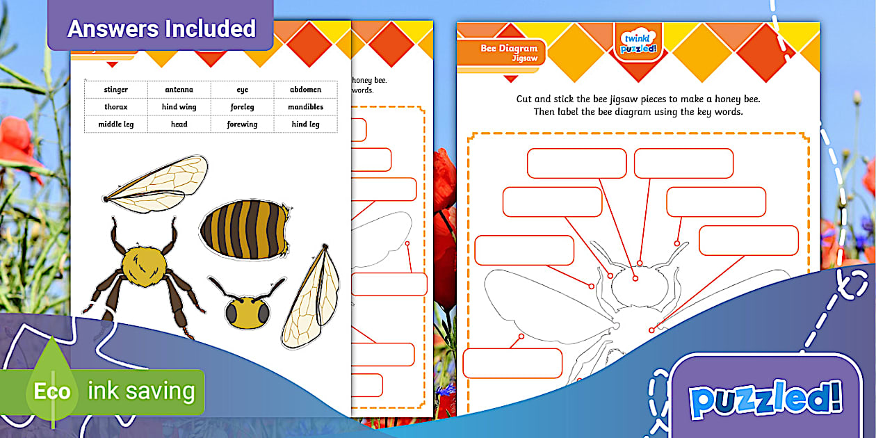 Bee Diagram Jigsaw Puzzle Worksheet | Twinkl puzzled