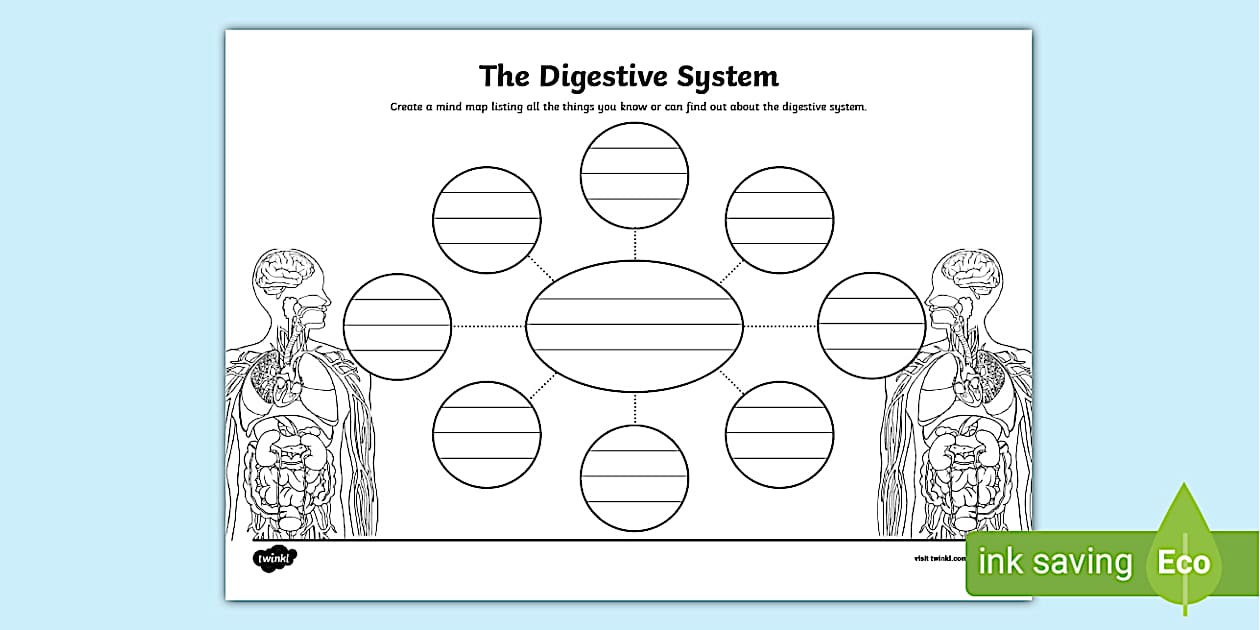 The Digestive System Mind Map - Twinkl
