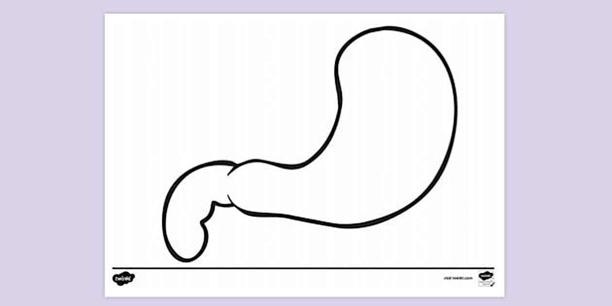 Stomach Colouring Sheet (Teacher-Made) - Twinkl