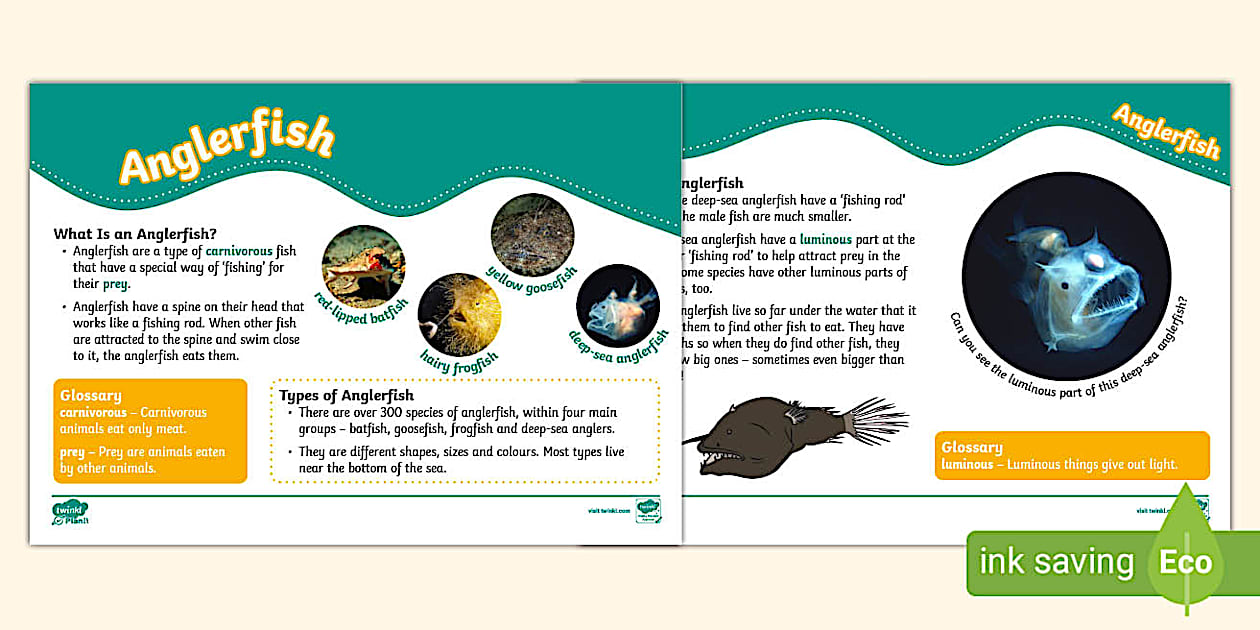 Anglerfish Fact File (Teacher-Made) - Twinkl