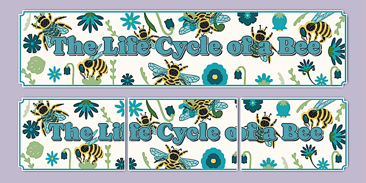 Bee-Themed The Life Cycle of a Bee Display Banner - Twinkl