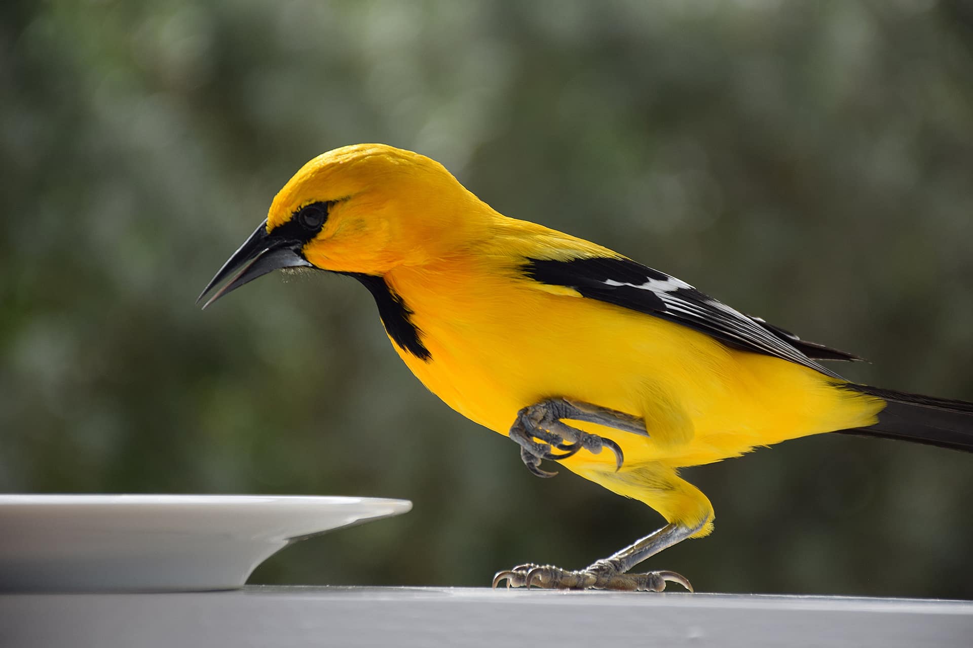 Yellow Classroom Starters & Teaching Ideas - Twinkl