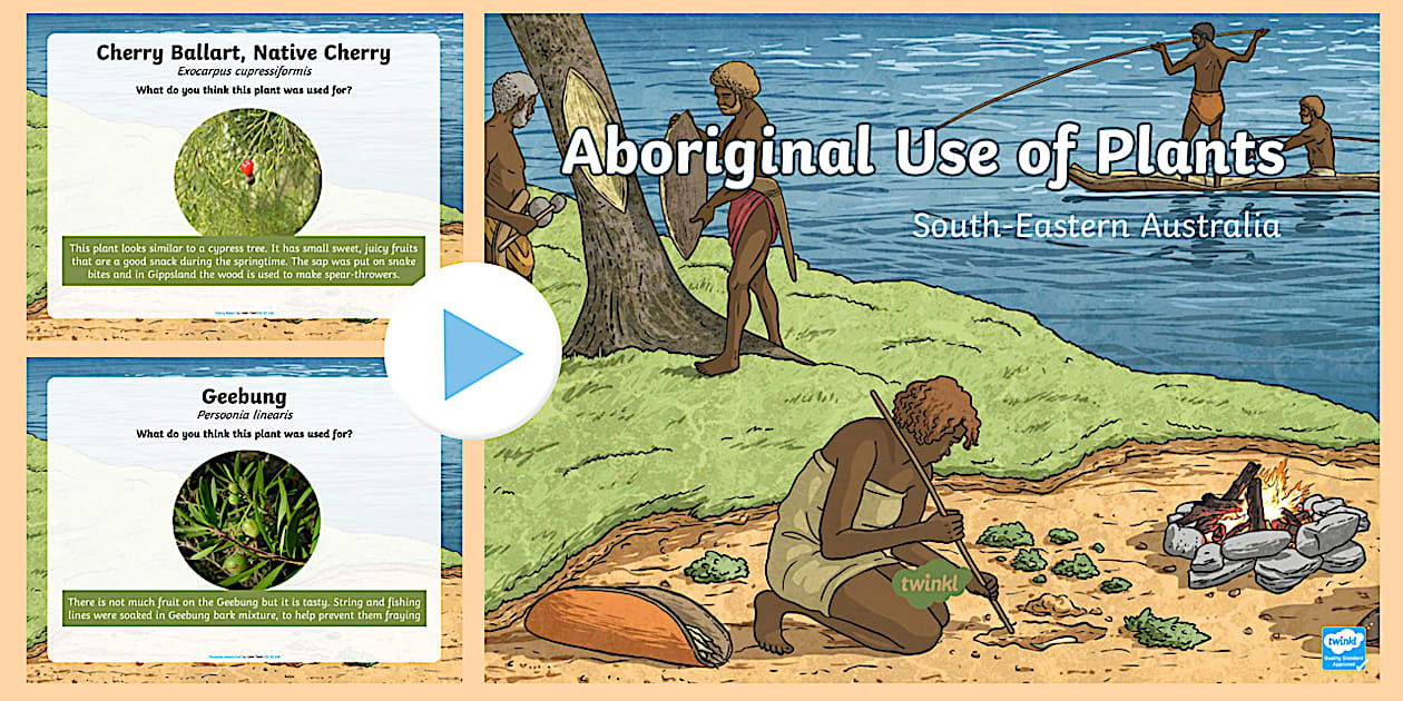 Aboriginal Australian Plant Use PowerPoint | Twinkl - Twinkl