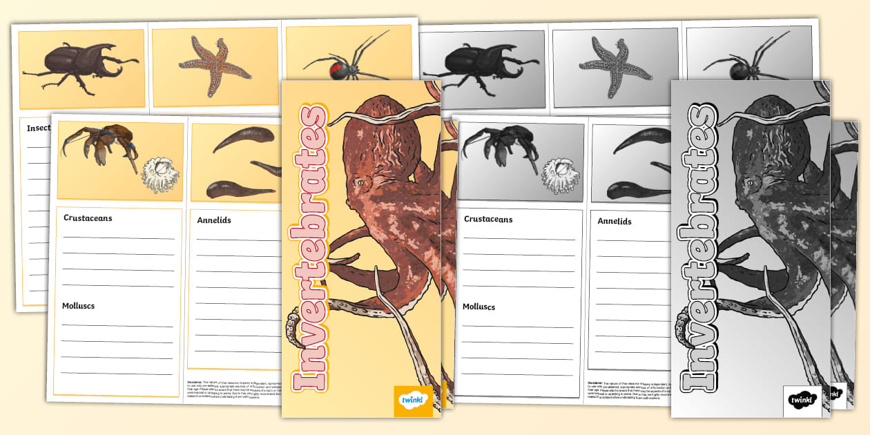 Invertebrates Leaflet Template (Teacher-Made) - Twinkl
