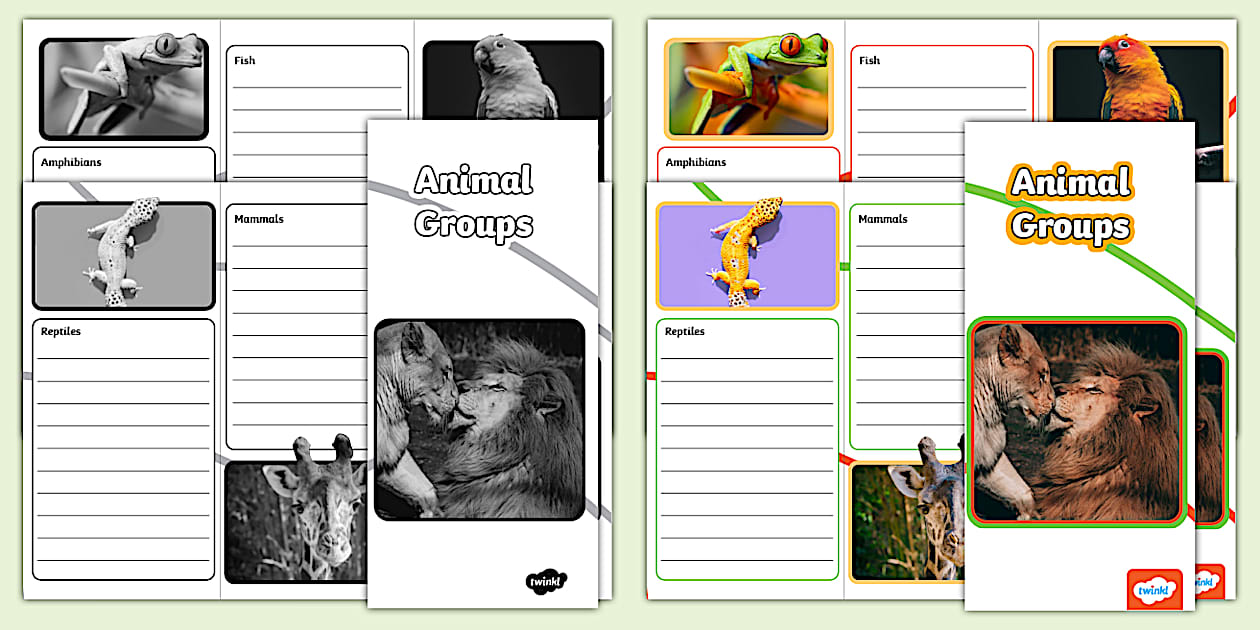 Animal Groups Leaflet Template (teacher made) - Twinkl