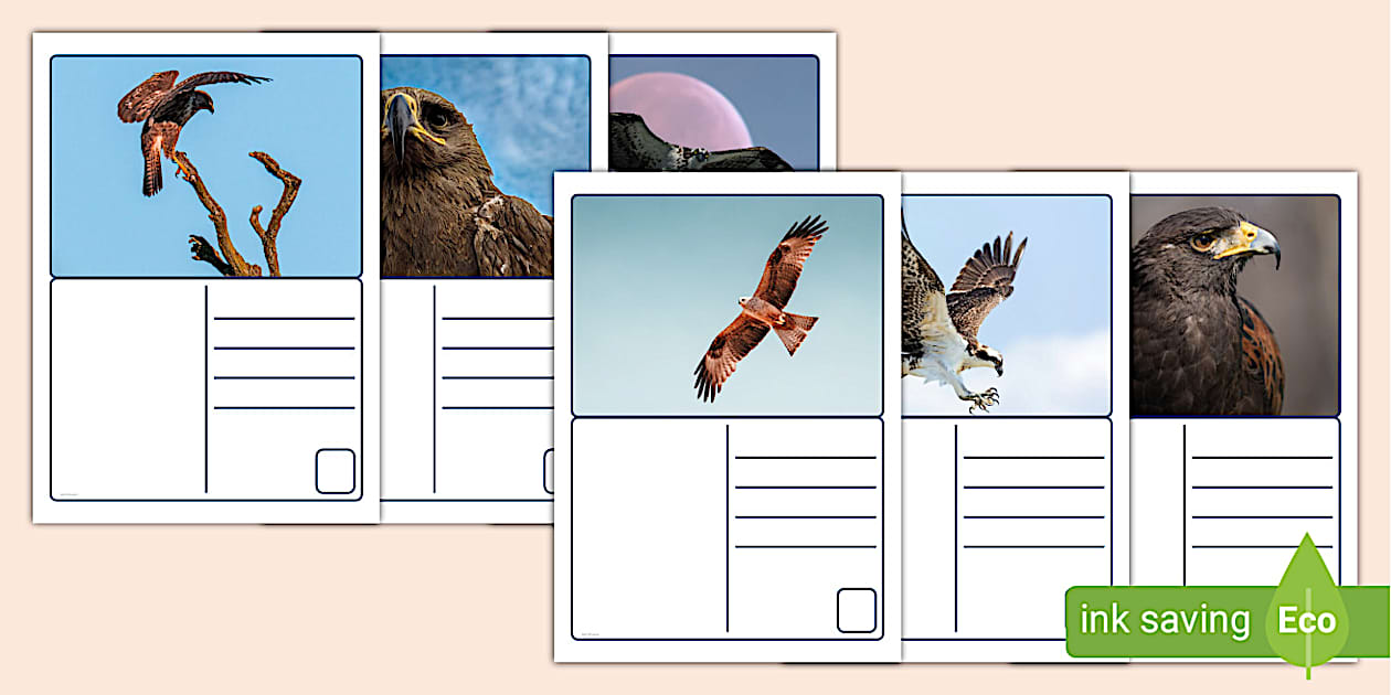 Colourful Hawk Postcards | Twinkl | Stationery | KS1