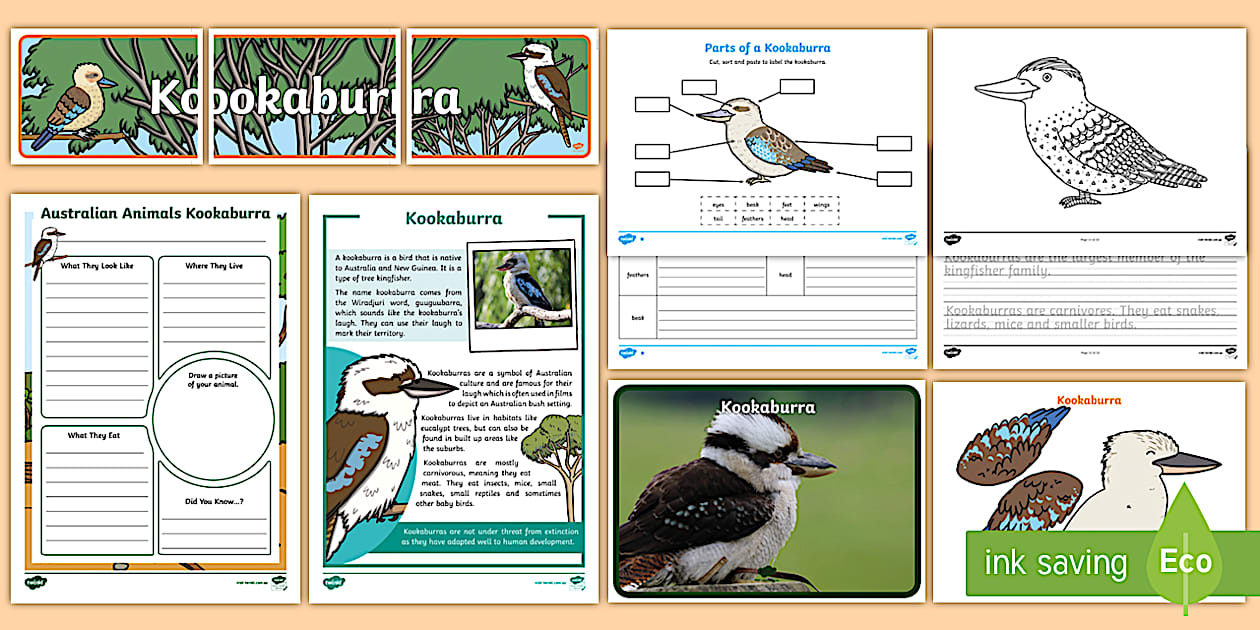 Holiday Project for Primary School | The Kookaburra | Twinkl