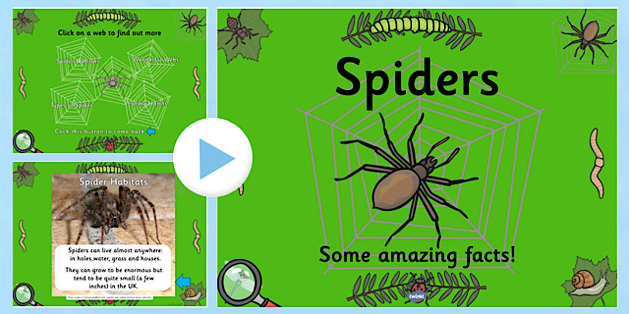 Spiders Facts PowerPoint (Minibeasts) (teacher made)