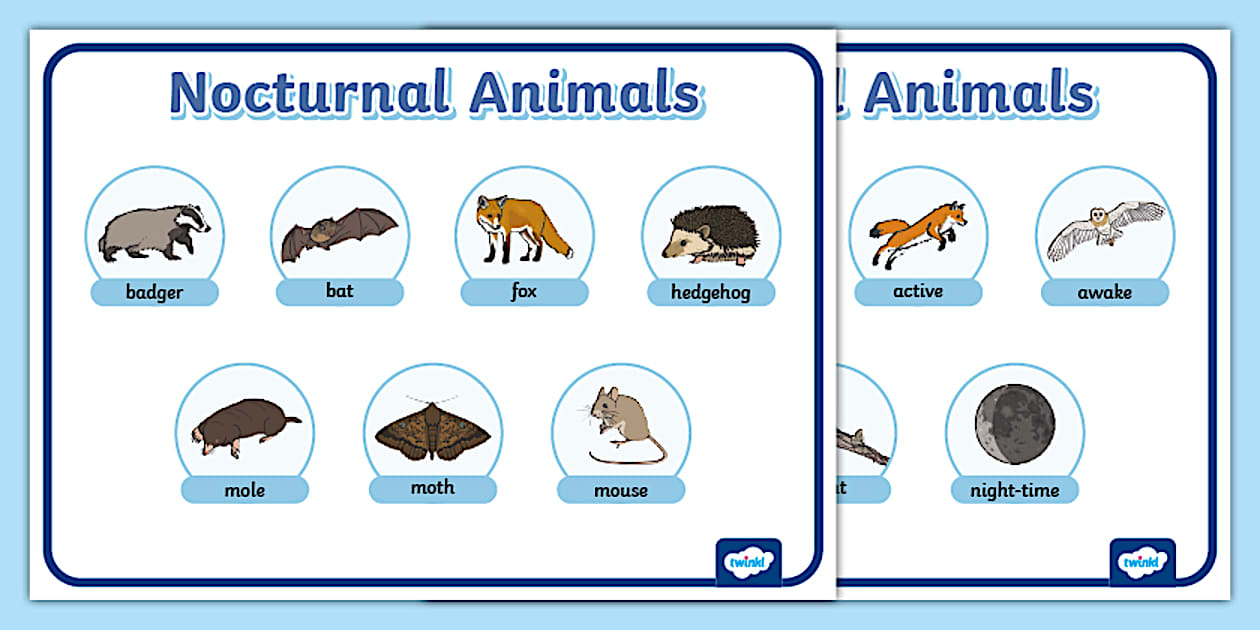 Nocturnal Animals Vocabulary Poster - Twinkl - KS1 - Twinkl