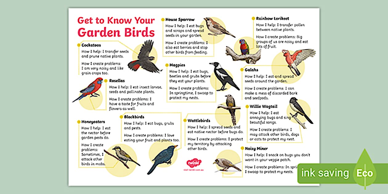 School Garden Birds Display Poster