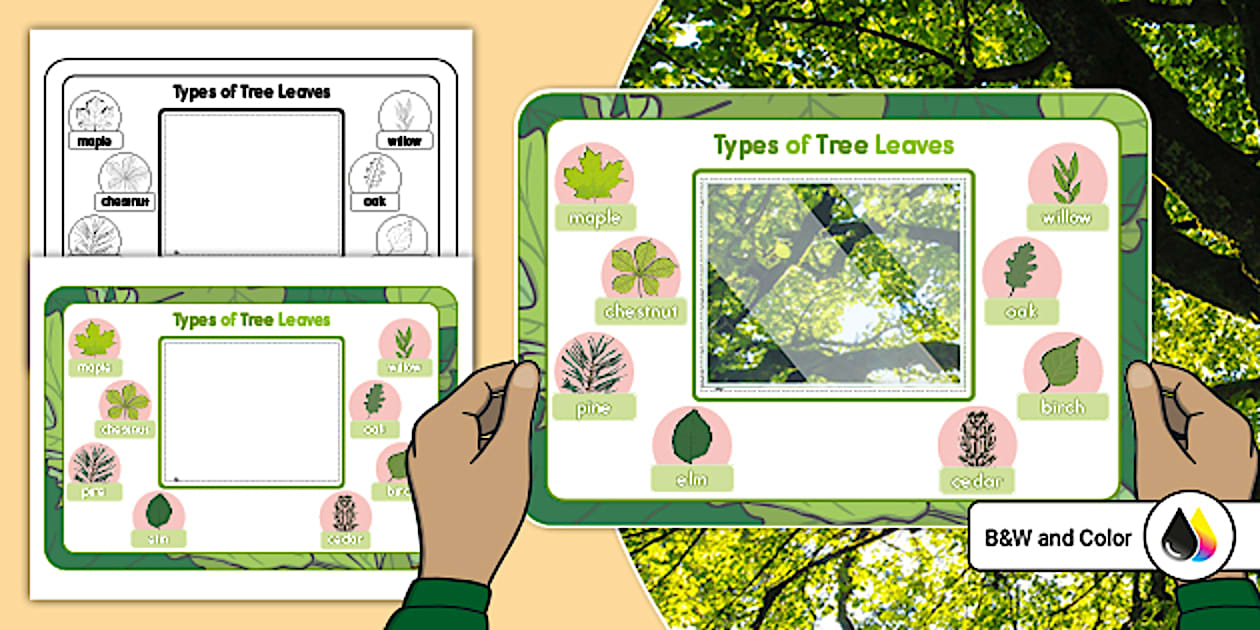 Portable Tree Leaf Identification Frame Viewer - Twinkl