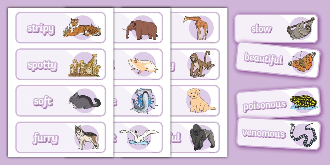 Animal Adjectives Word Cards | Adjective Examples - Twinkl