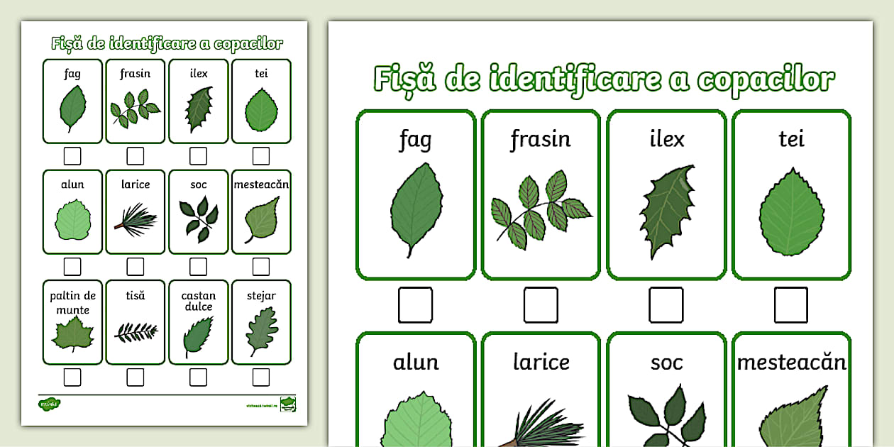 Fișă de identificare a copacilor (teacher made) - Twinkl