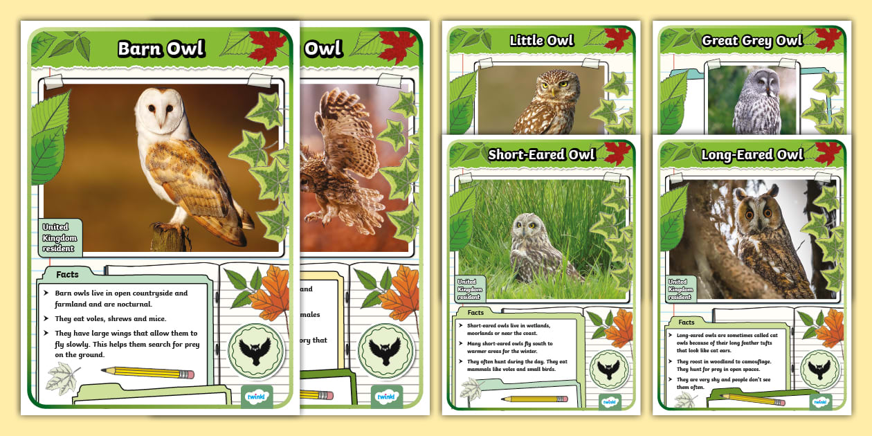 Owl Species Posters - KS1 - Animals - Birds (teacher made)