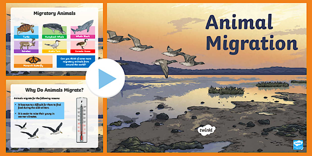Animal Migration Informational PowerPoint (teacher made)