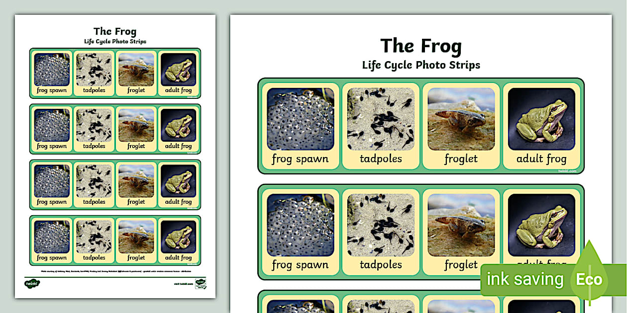 Frog Life Cycle Photo Strip (teacher made) - Twinkl