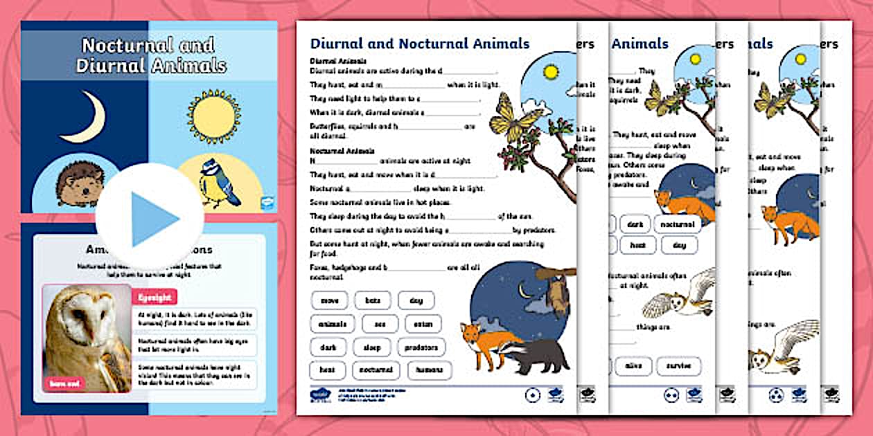 Nocturnal and Diurnal Animals KS1 Lesson Pack (teacher made)