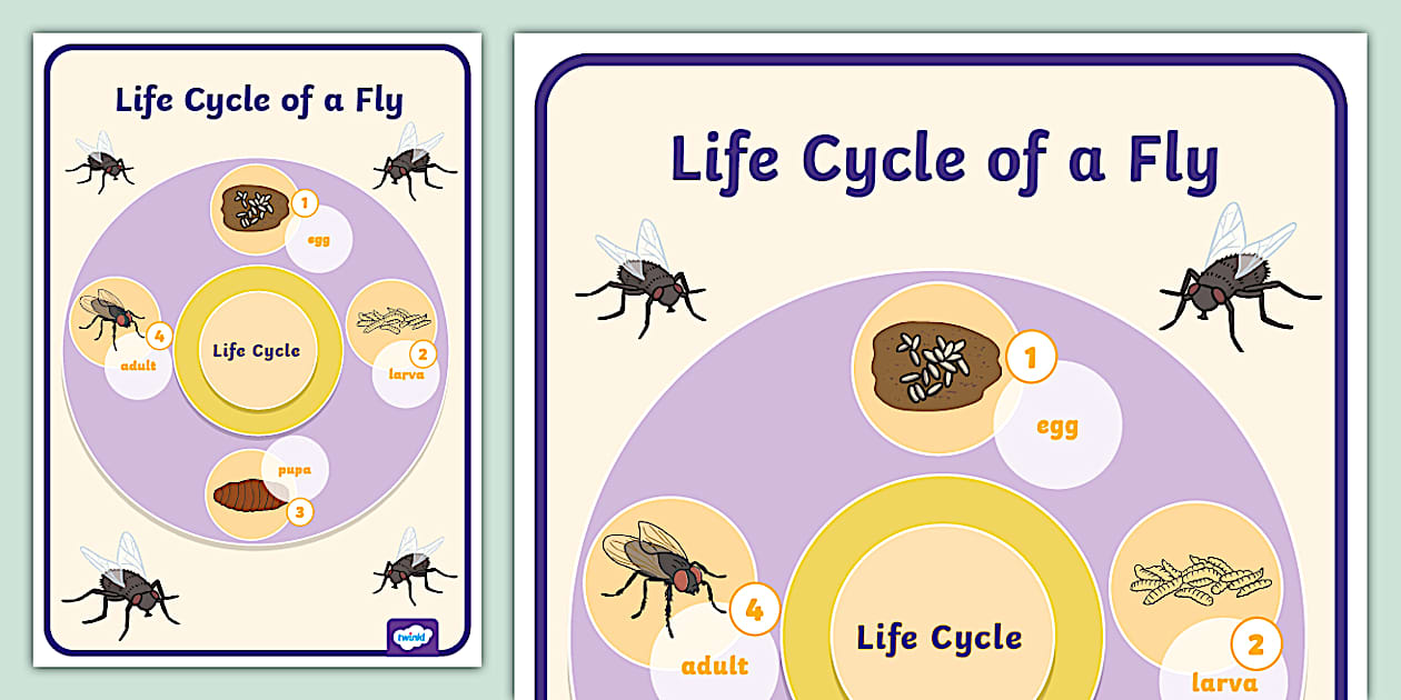 Life Cycle of a Fly Display Poster