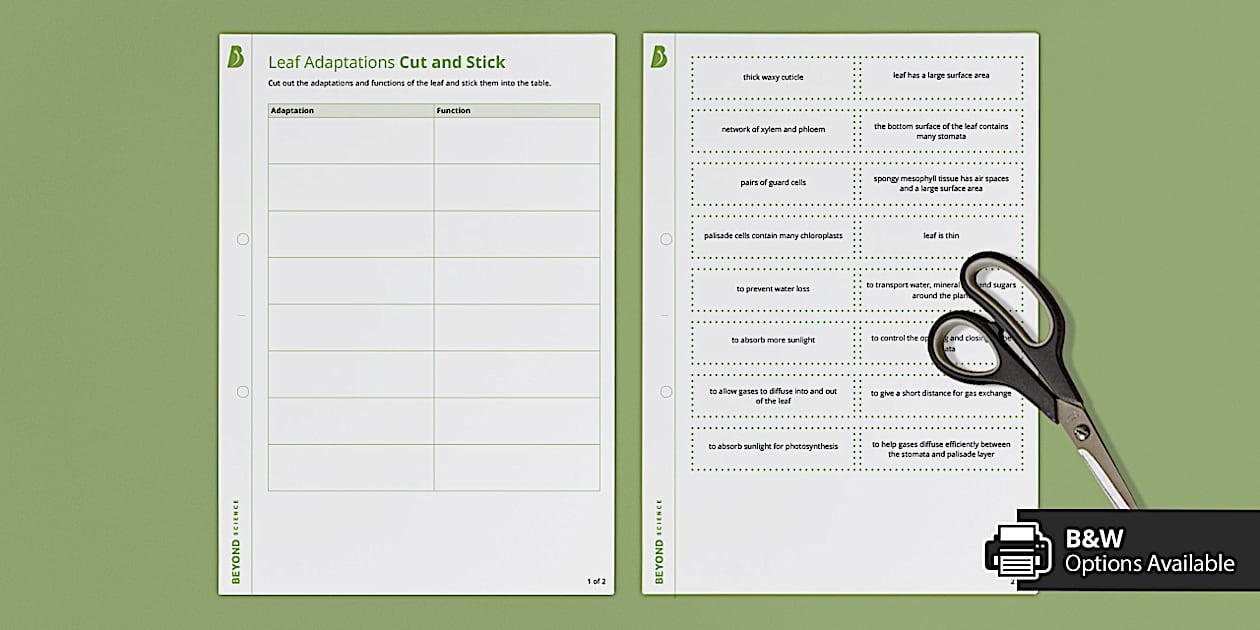Leaf Adaptations Cut and Stick (teacher made) - Twinkl