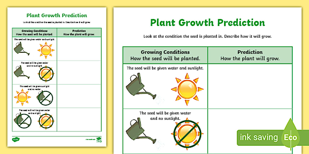 Plant Growth Prediction Worksheet | How Plants Grow - Twinkl