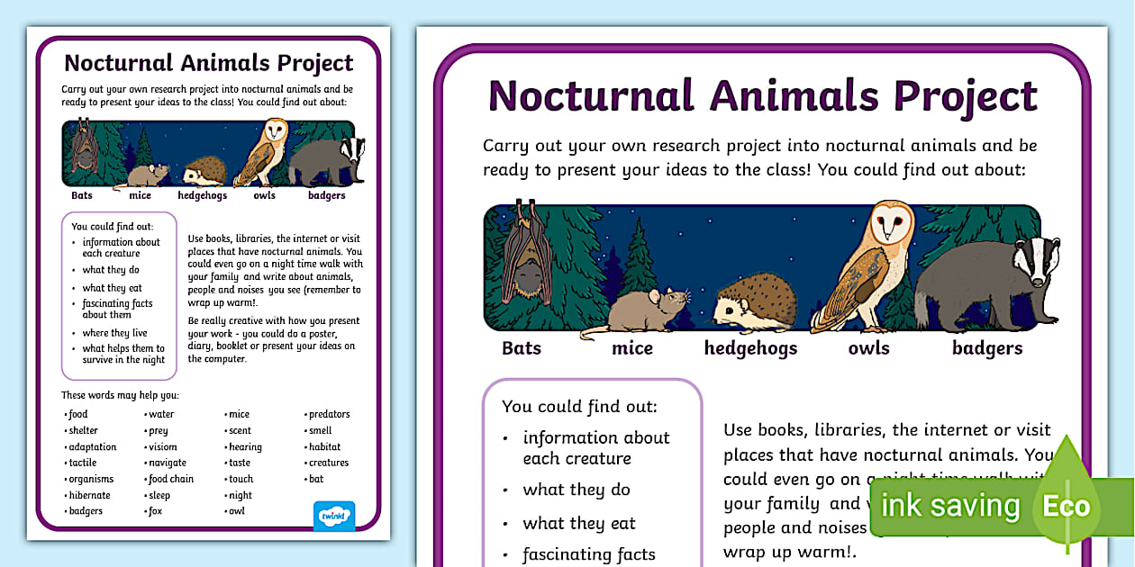 KS1 Nocturnal Animals project - Primary resources - Twinkl