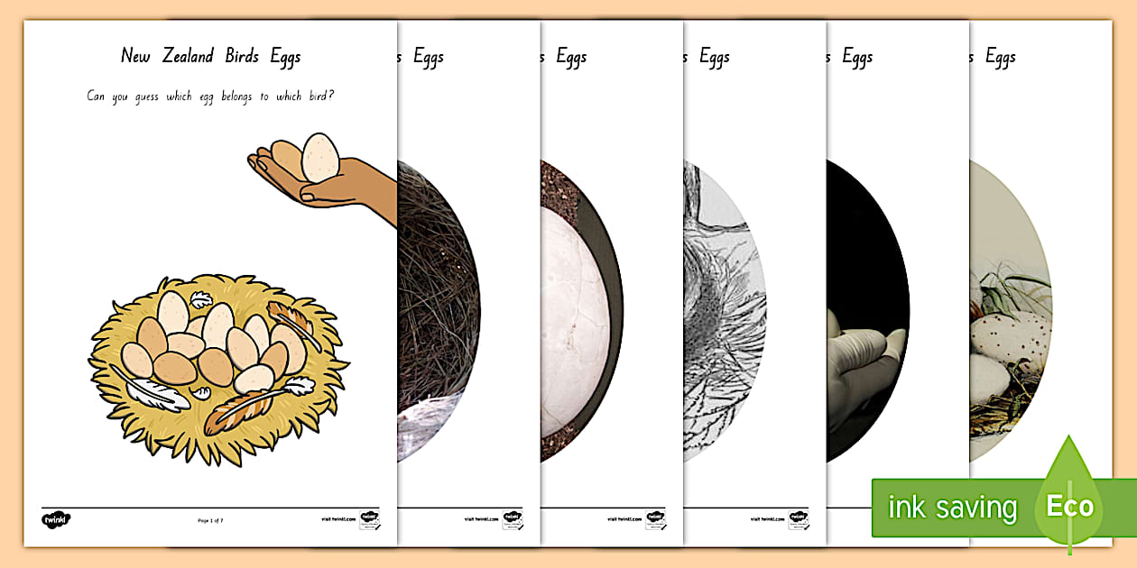 New Zealand Birds Eggs Activity