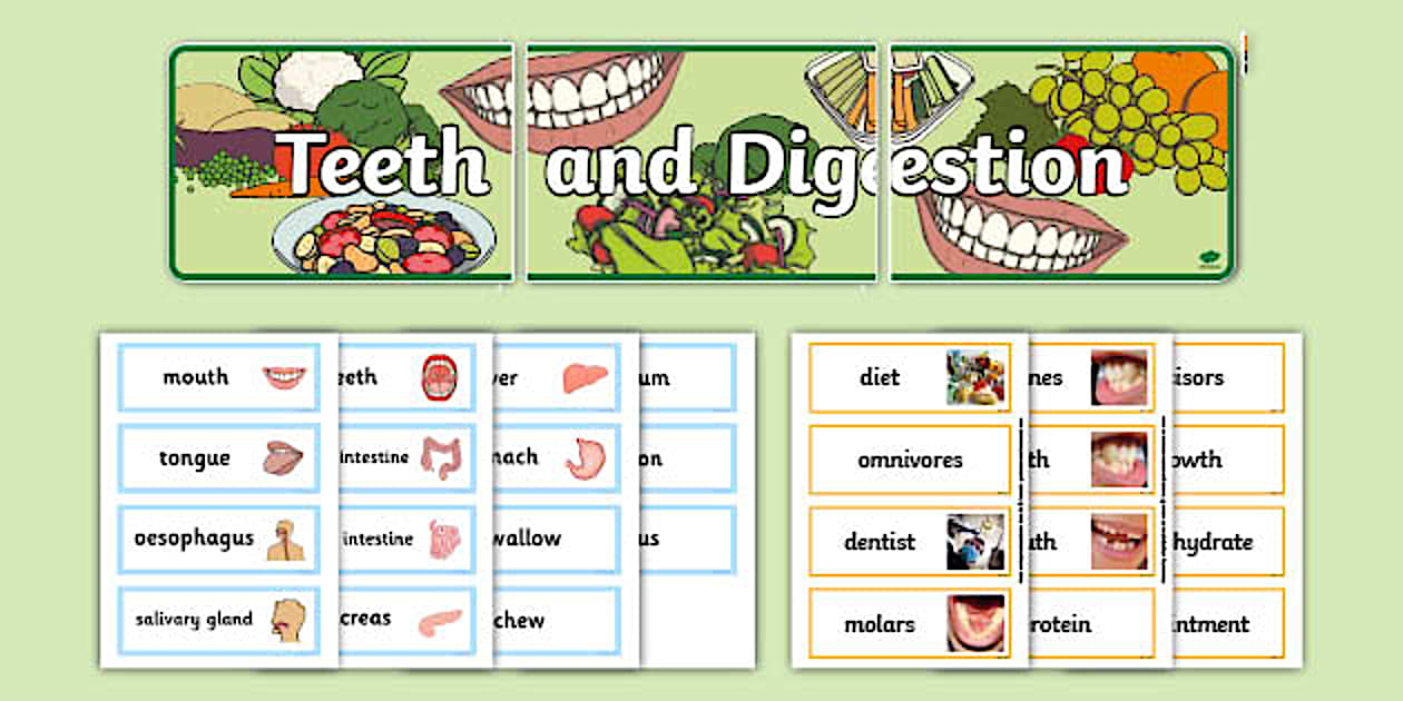 Teeth and Digestive System Display Pack – Twinkl - Twinkl