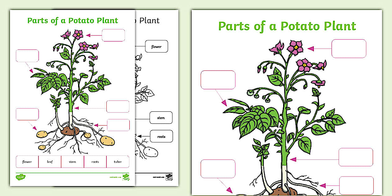 Potato Plant Labelling Worksheet (teacher made) - Twinkl