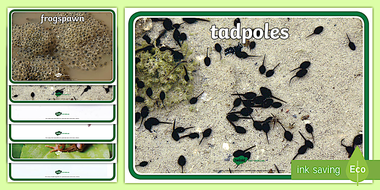 Life Cycle of a Frog Display Photos (teacher made) - Twinkl