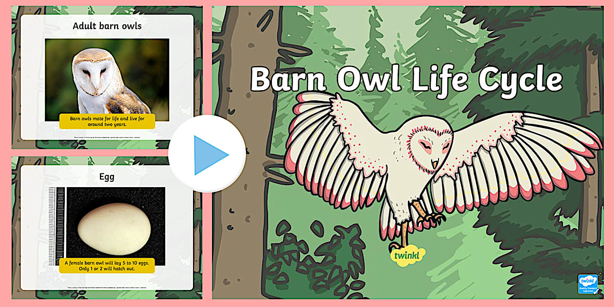 Life Cycle of an Owl PowerPoint - Primary Resource - Twinkl