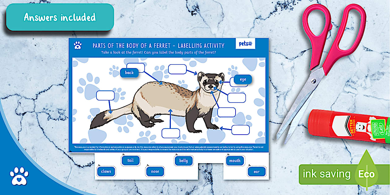 Parts of the Body of a Ferret - Labelling Activity