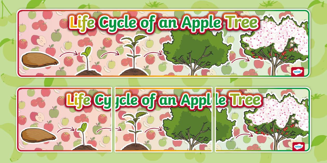 Apple Tree Life Cycle Display Banner (teacher made) - Twinkl