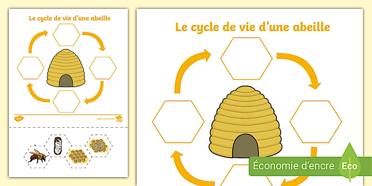 Images à ordonner sur le cycle de vie d'une abeille