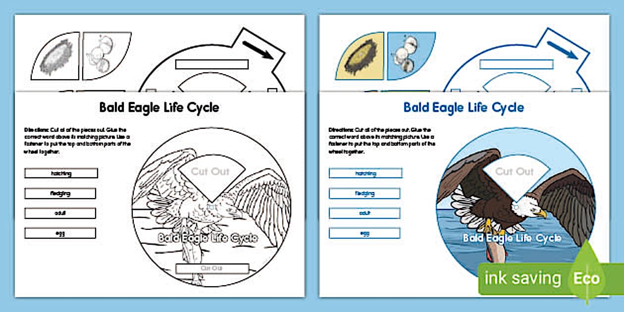 Life Cycle of a Bald Eagle Create Your Own Spin Wheel Worksheet
