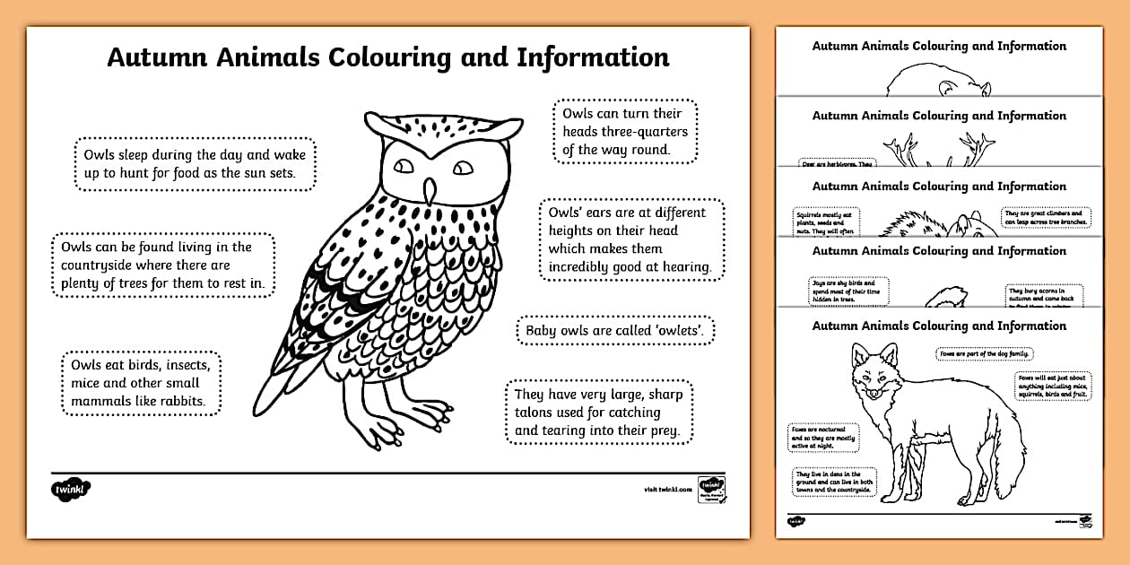 Autumn Animals Colouring and Information Pack