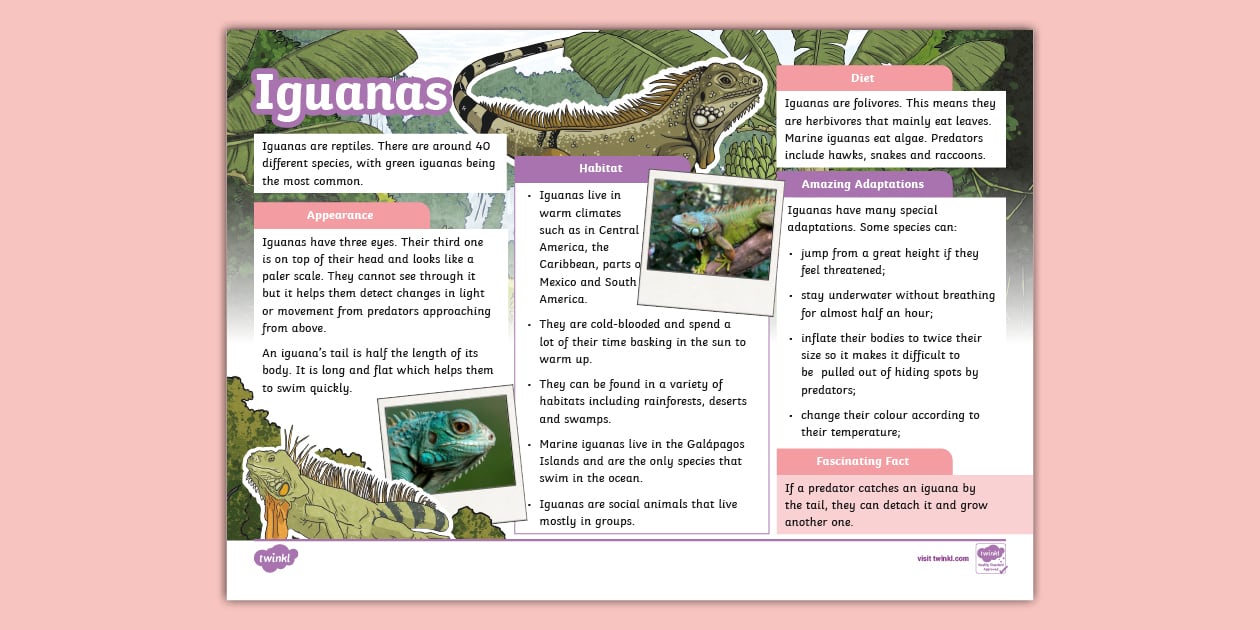 KS2 Iguana Fact File (l'enseignant a fait) - Twinkl