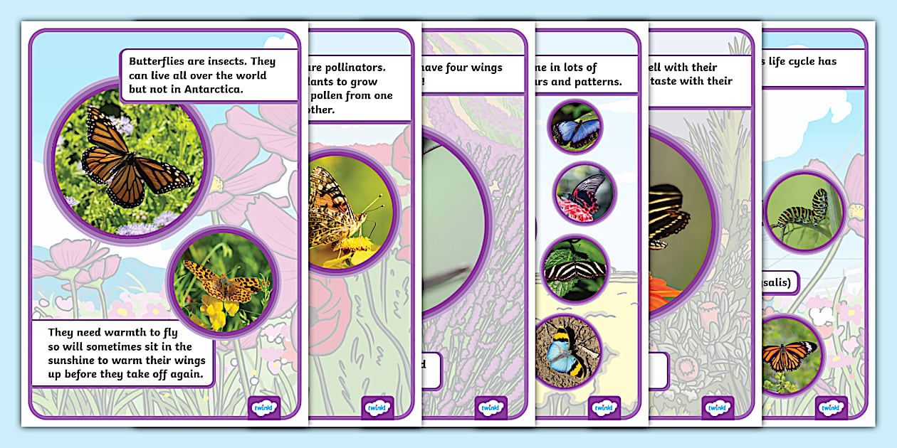 Butterfly Facts Display Posters - KS1 Minibeasts - Twinkl