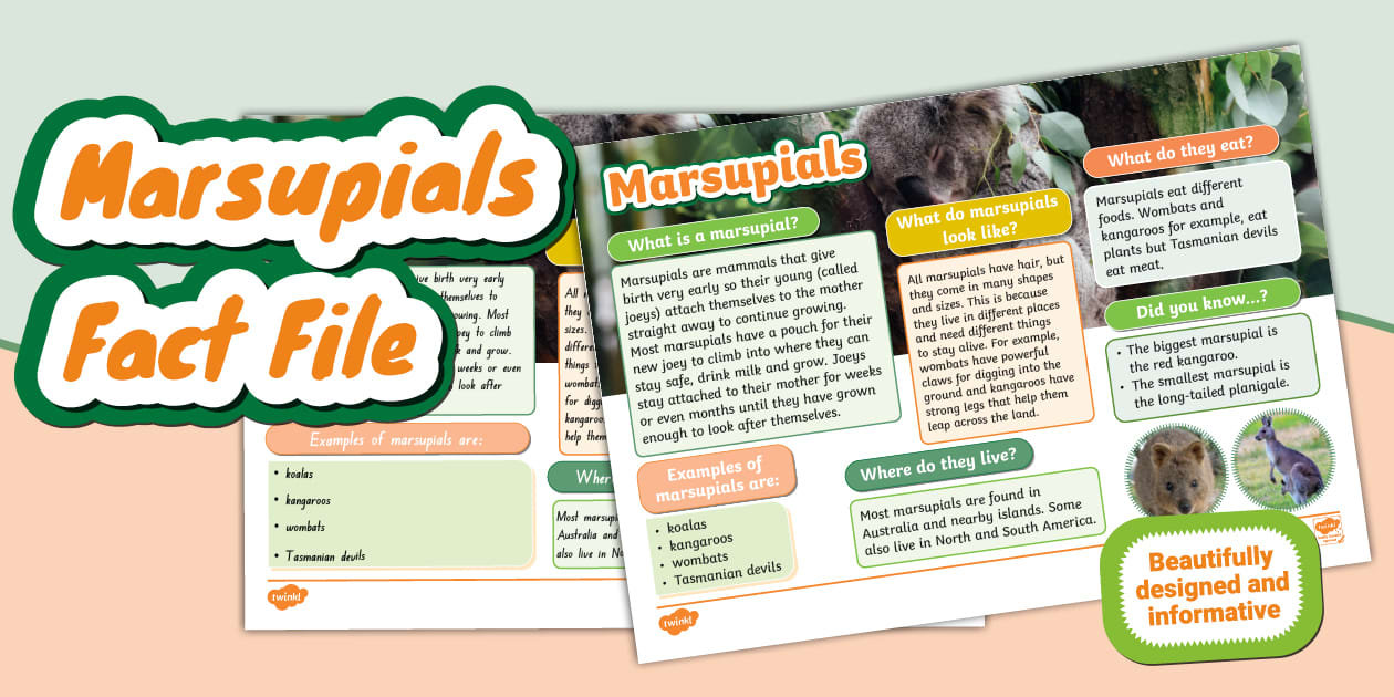 Marsupials Fact File | Twinkl Australia