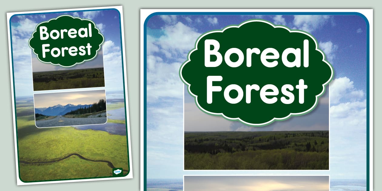 Boreal Forest Photo Display Poster (teacher made) - Twinkl