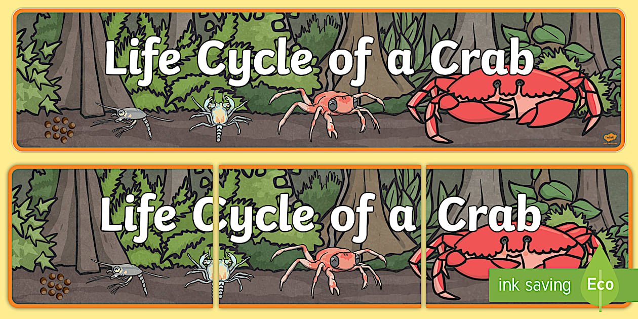 Life Cycle of a Crab Display Banner (teacher made) - Twinkl