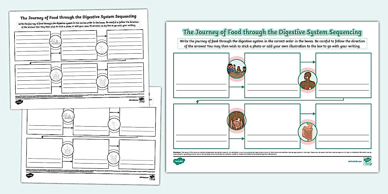 The Journey of Food Through the Digestive System Sequencing Mind Map