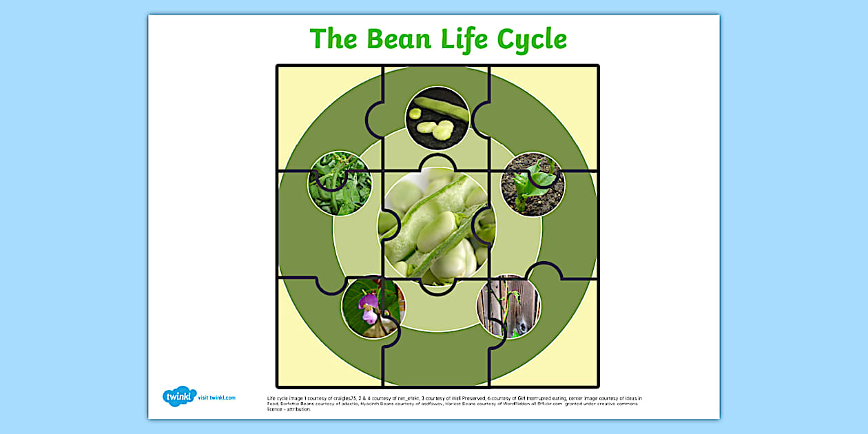 Life Cycle of a Bean Jigsaw - Twinkl