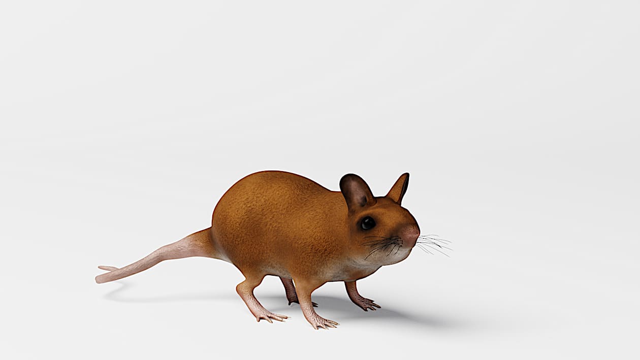 3D Model: Mammals - Wood Mouse (teacher made) - Twinkl